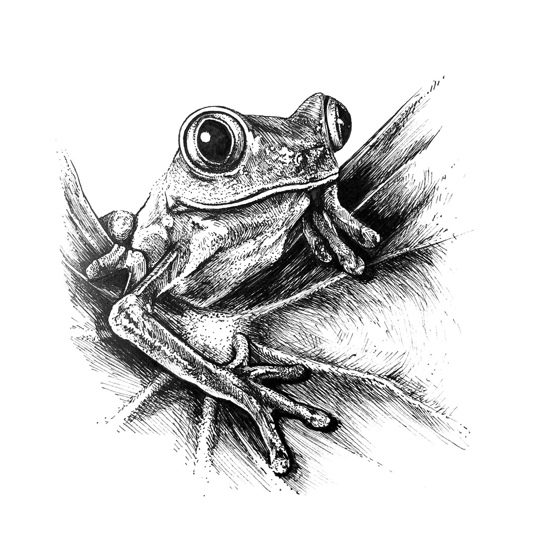 Red-eyed Tree Frog / 8"x8" Art Print of Original Ink Drawing / Animal ...