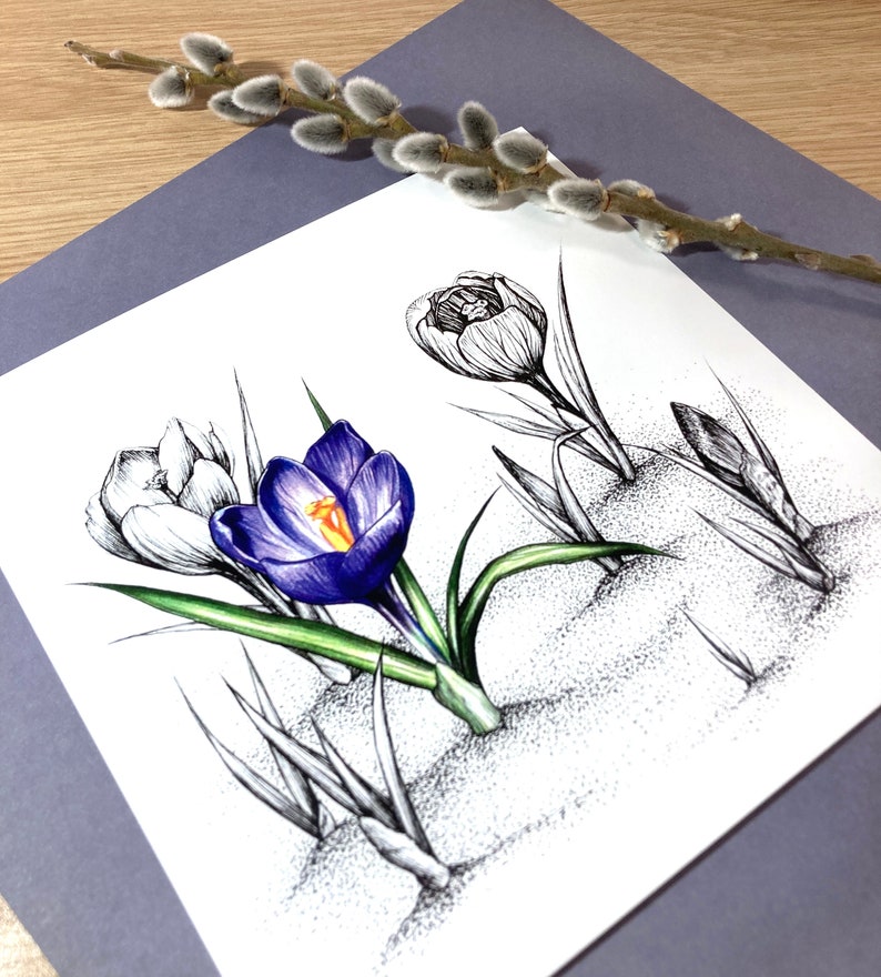 Crocus Flowers / 8"x8" Art Print of Original Ink and Colored Pencil ...