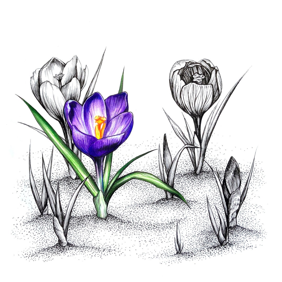 Crocus Flowers / 8"x8" Art Print of Original Ink and Colored Pencil ...