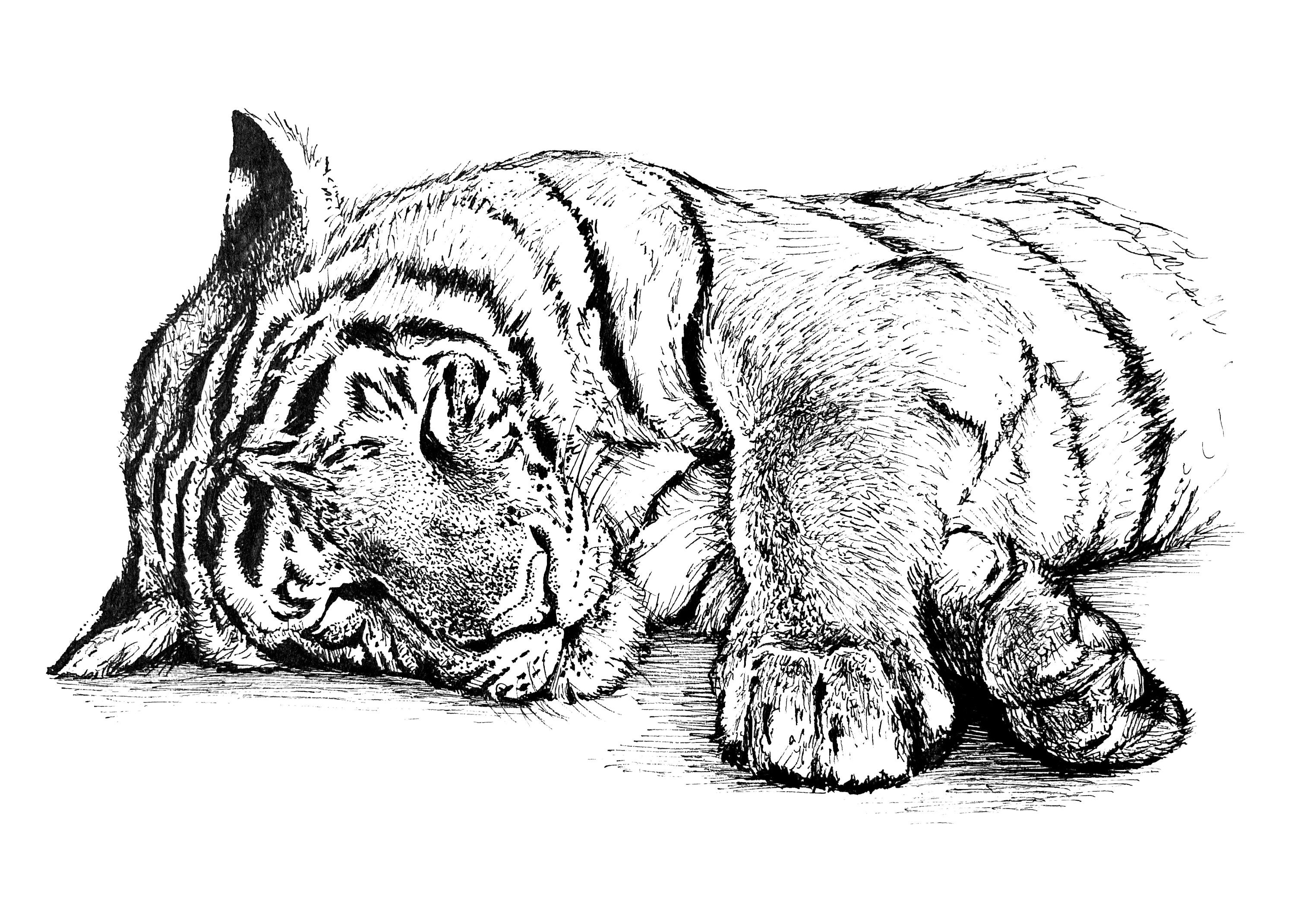 Sleepy Tiger / 5"x7" Art Print of Original Ink Drawing / Animal Art - Etsy
