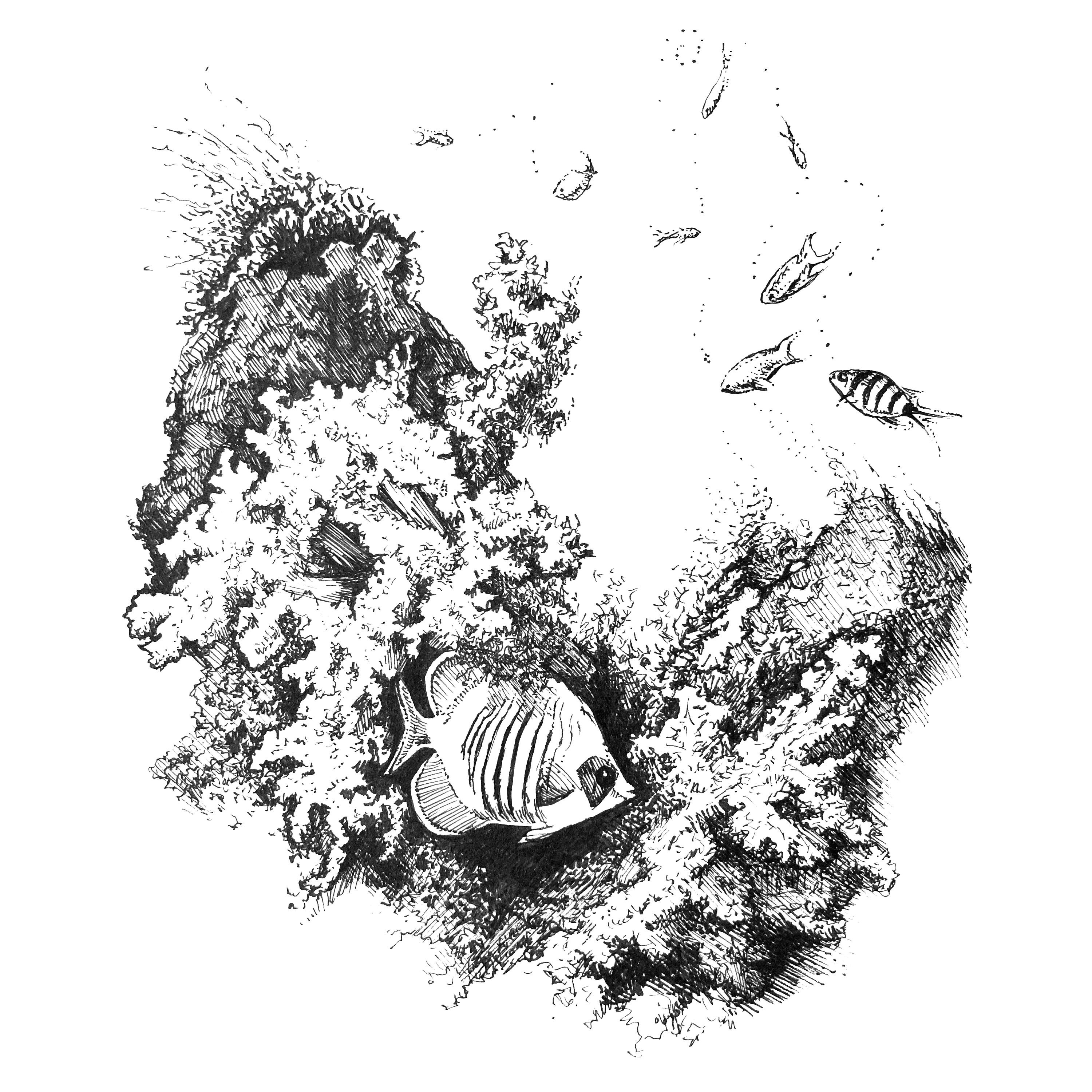 Coral Reefs Drawing