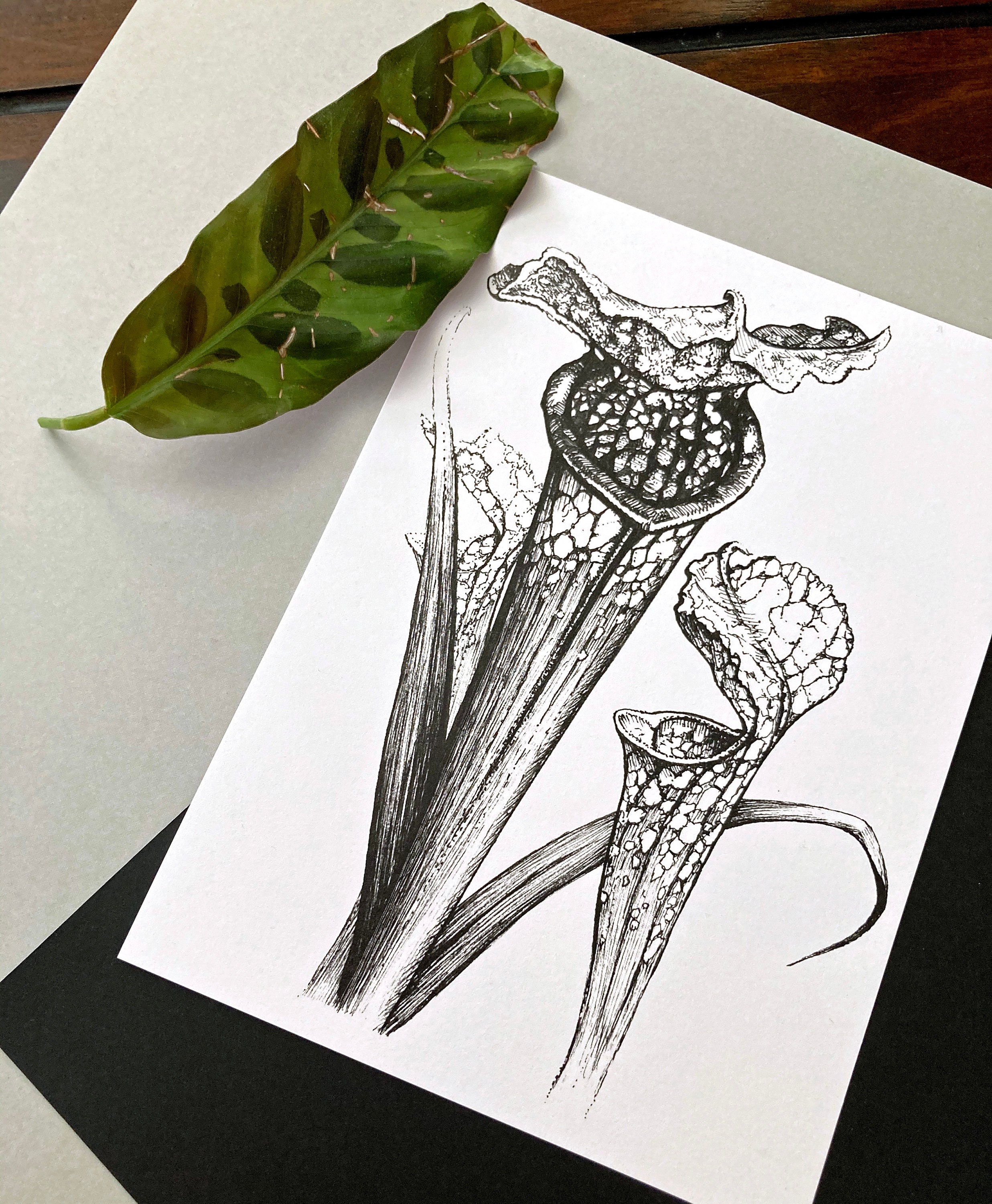 Pitcher Plant / 5"x7" Art Print of Original Ink Drawing / Nature Art - Etsy