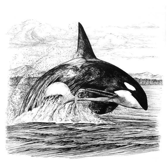 Orca / 8x8 Art Print of Original Ink Drawing / | Etsy