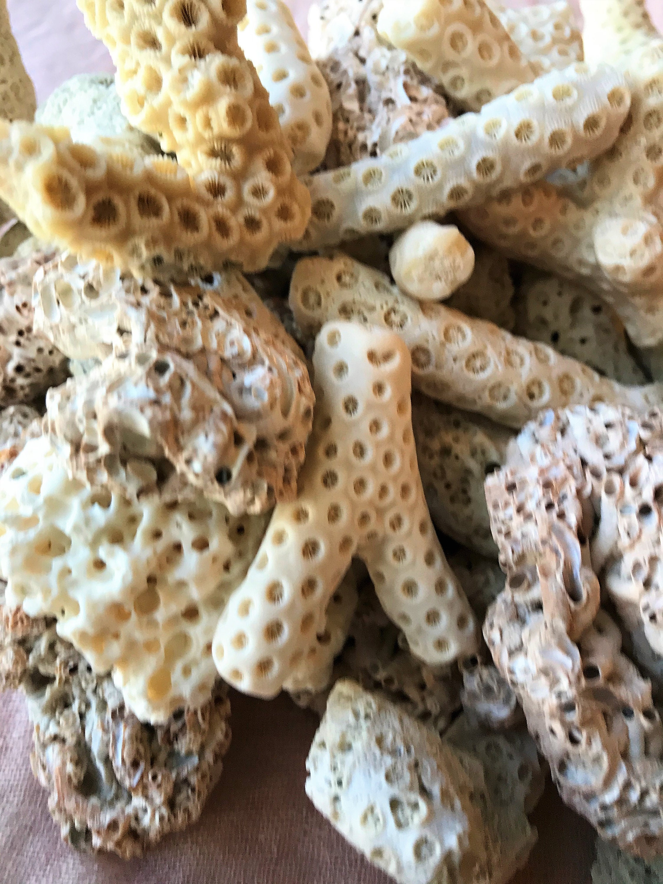Coral Pieces Beach Decor Beach Wedding Decor Crafting - Etsy UK