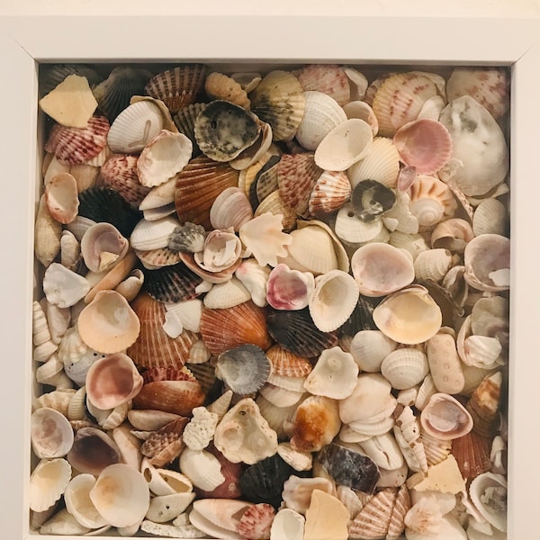 Shell Shadow Box - Etsy