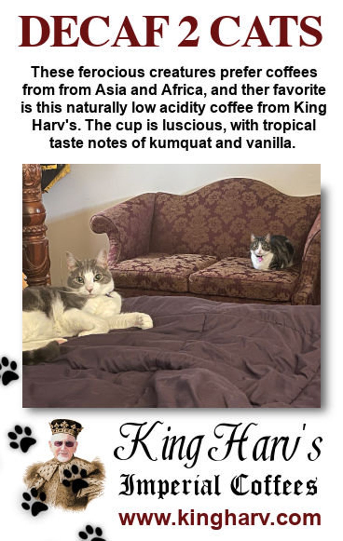 Decaf 2 Cats Lb Natural Process - Etsy