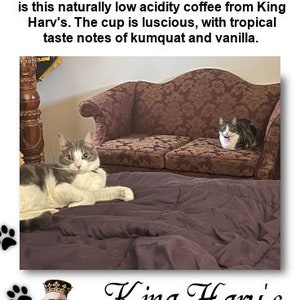 Decaf 2 Cats Lb Natural Process - Etsy