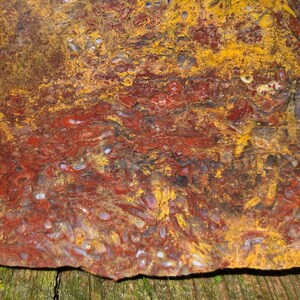 Indonesia Caddis Fly Larvae Agate Petrified Palm Root Rough Slice ...