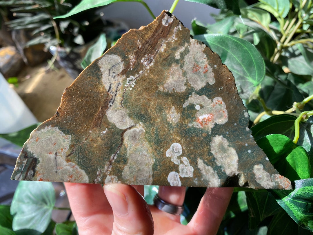 Cascade Rainforest Rhyolite Unpolished Slab Lapidary Rough Slice for ...