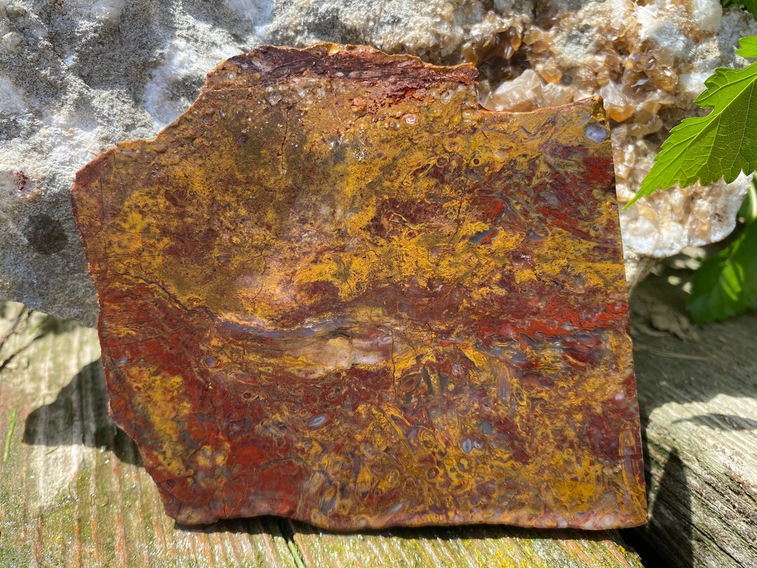 Indonesia Petrified Palm Root Caddis Fly Larvae Agate Rough Slice ...