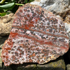 Leopardskin Jasper Slab Unpolished Raw Lapidary Rough Slice 220 Grams ...