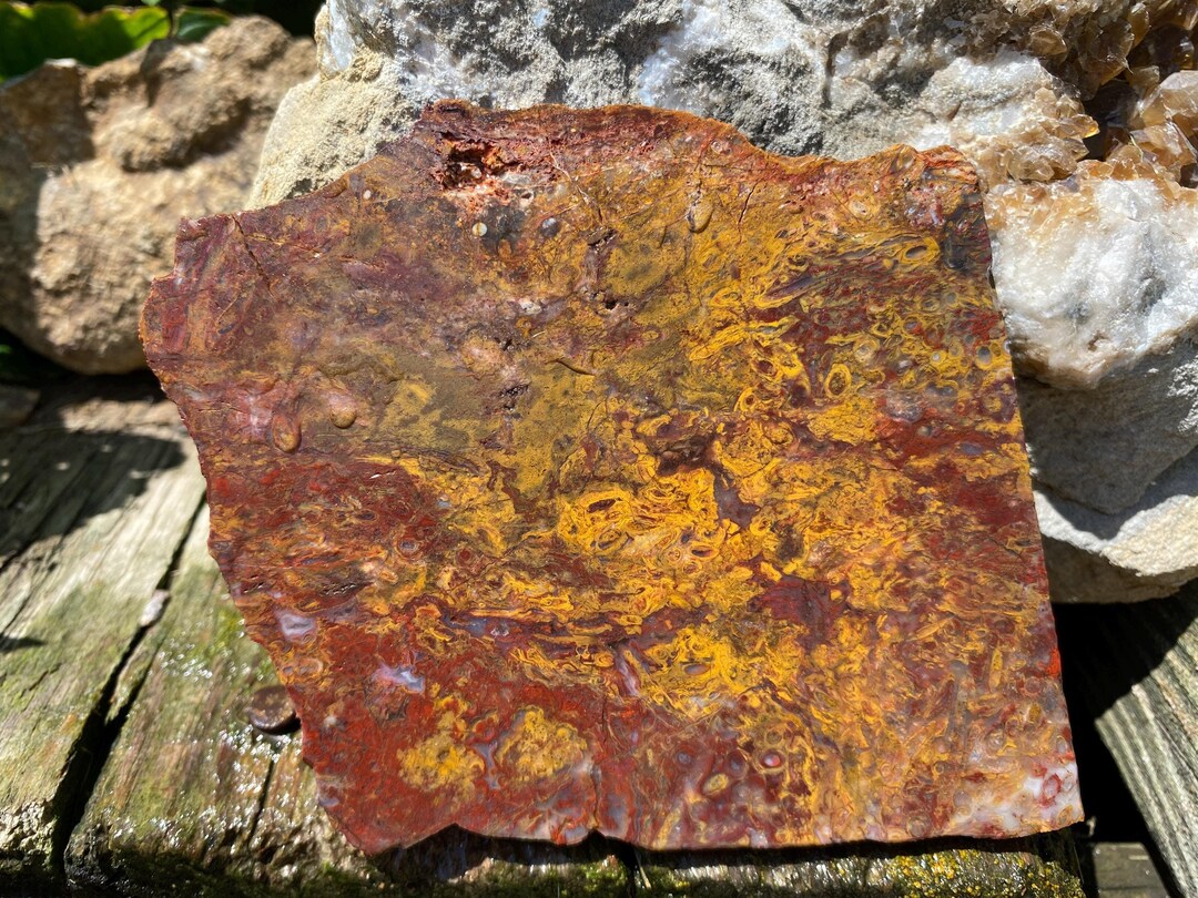Indonesia Caddis Fly Larvae Agate Petrified Palm Root Rough Slice ...