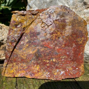Indonesia Caddis Fly Larvae Agate Petrified Palm Root Rough Slice ...