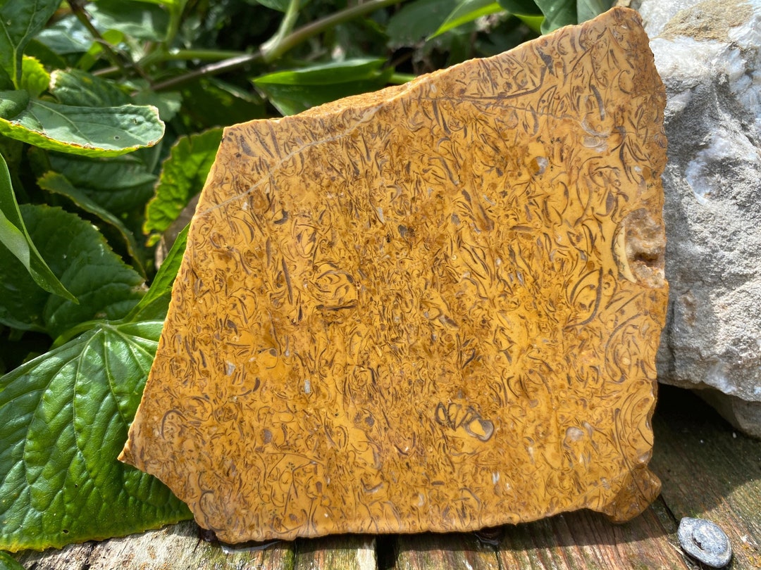 Coquina Indian Script Stone Fossil Jasper Unpolished Lapidary Slab ...