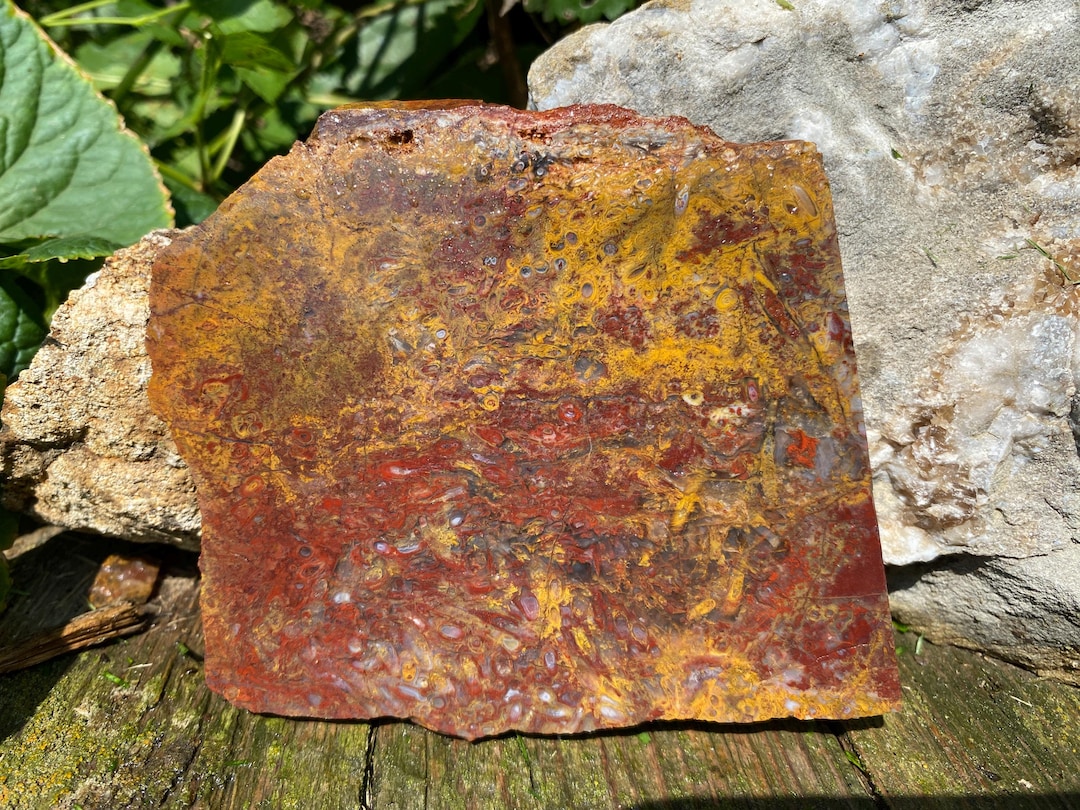 Indonesia Caddis Fly Larvae Agate Petrified Palm Root Rough Slice ...