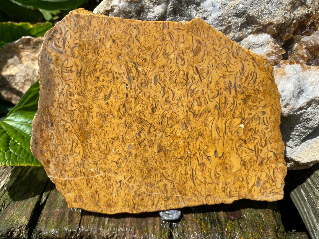 Coquina Indian Script Stone Fossil Jasper Unpolished Lapidary Slab ...