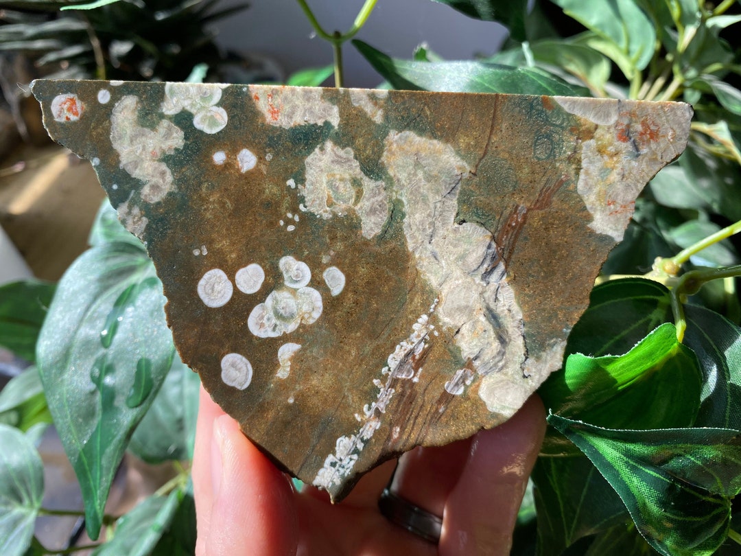 Cascade Rainforest Rhyolite Unpolished Slab Lapidary Rough Slice for ...