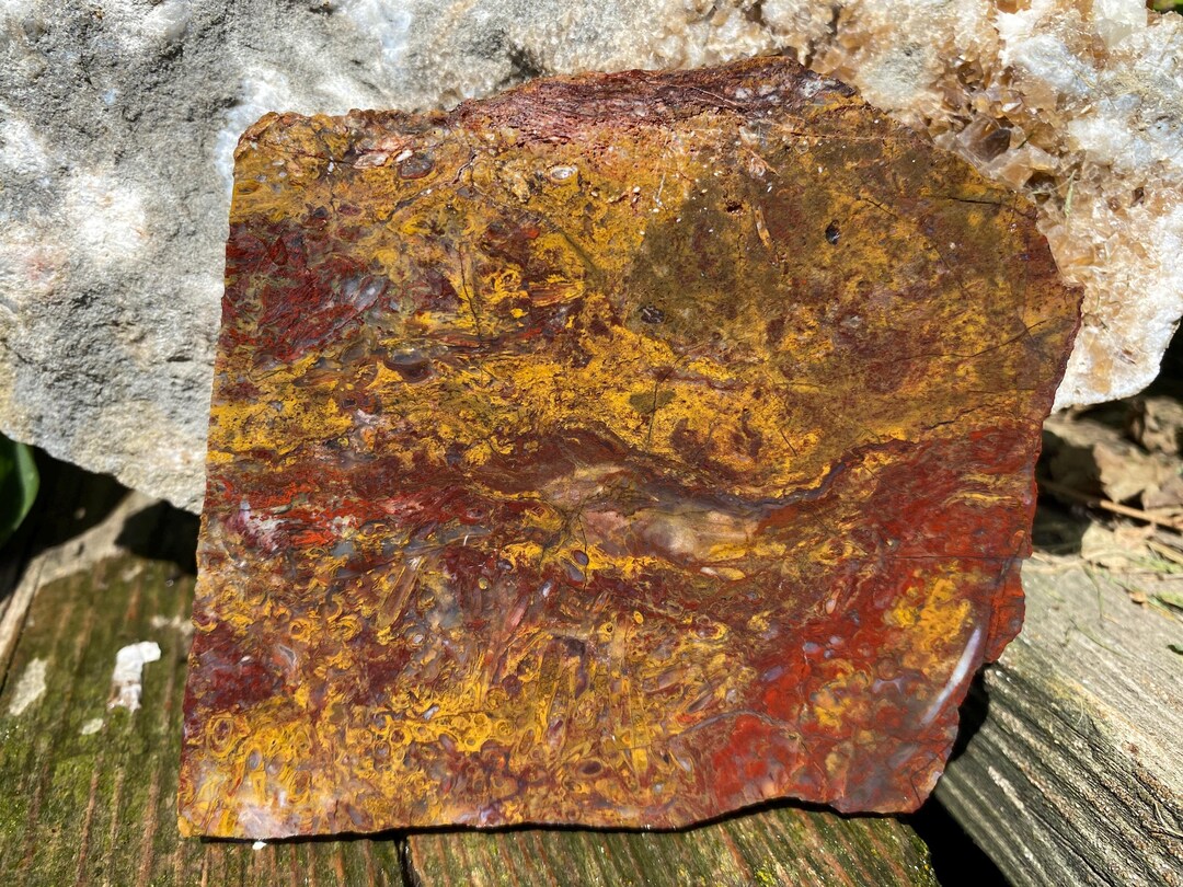 Indonesia Caddis Fly Larvae Agate Petrified Palm Root Rough Slice ...