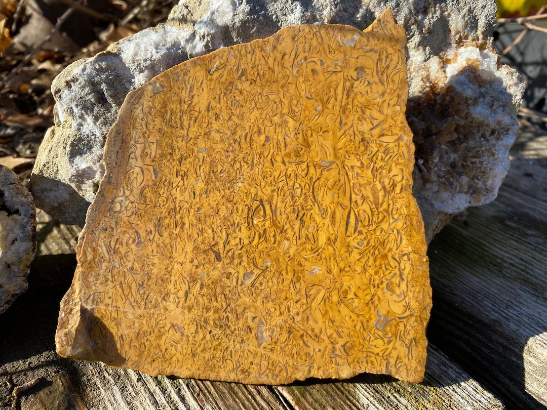 Coquina Indian Script Stone Fossil Jasper Unpolished Lapidary Slab ...