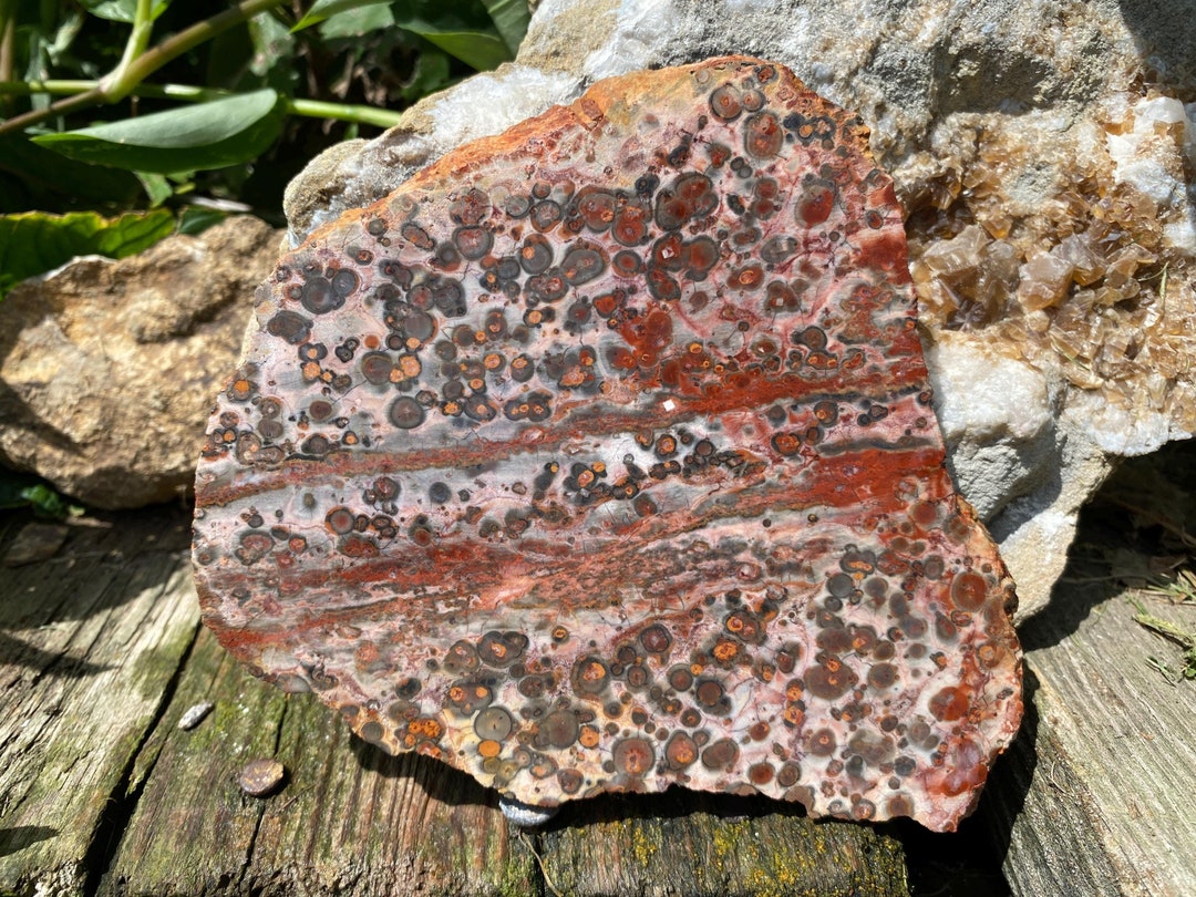 Leopardskin Jasper Slab Unpolished Raw Lapidary Rough Slice 220 Grams ...