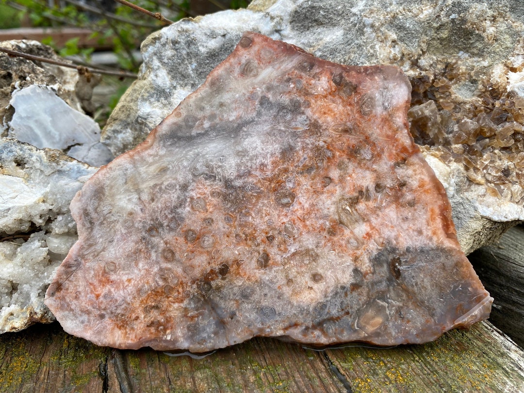 Coprolite Dino Poo Unpolished Dung Lapidary Slab Rough Slice 218 Grams ...