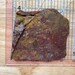 Indonesia Caddis Fly Larvae Agate Petrified Palm Root Rough Slice ...