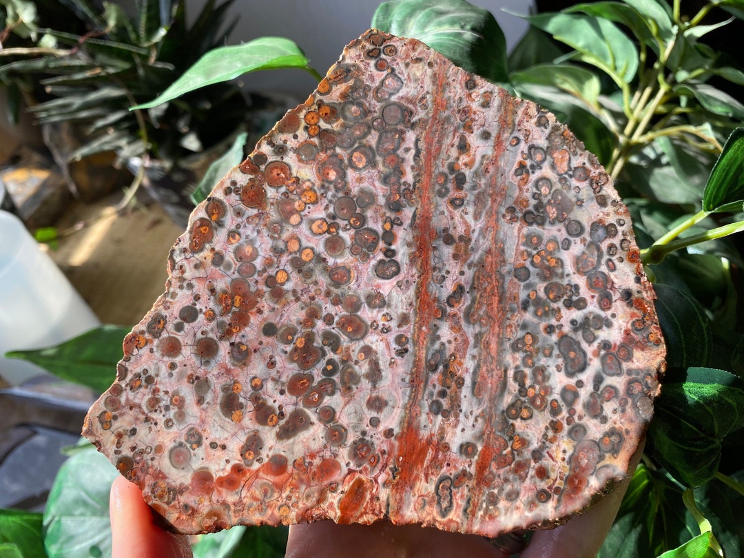 Leopardskin Jasper Slab Unpolished Raw Lapidary Rough Slice 200 Grams ...