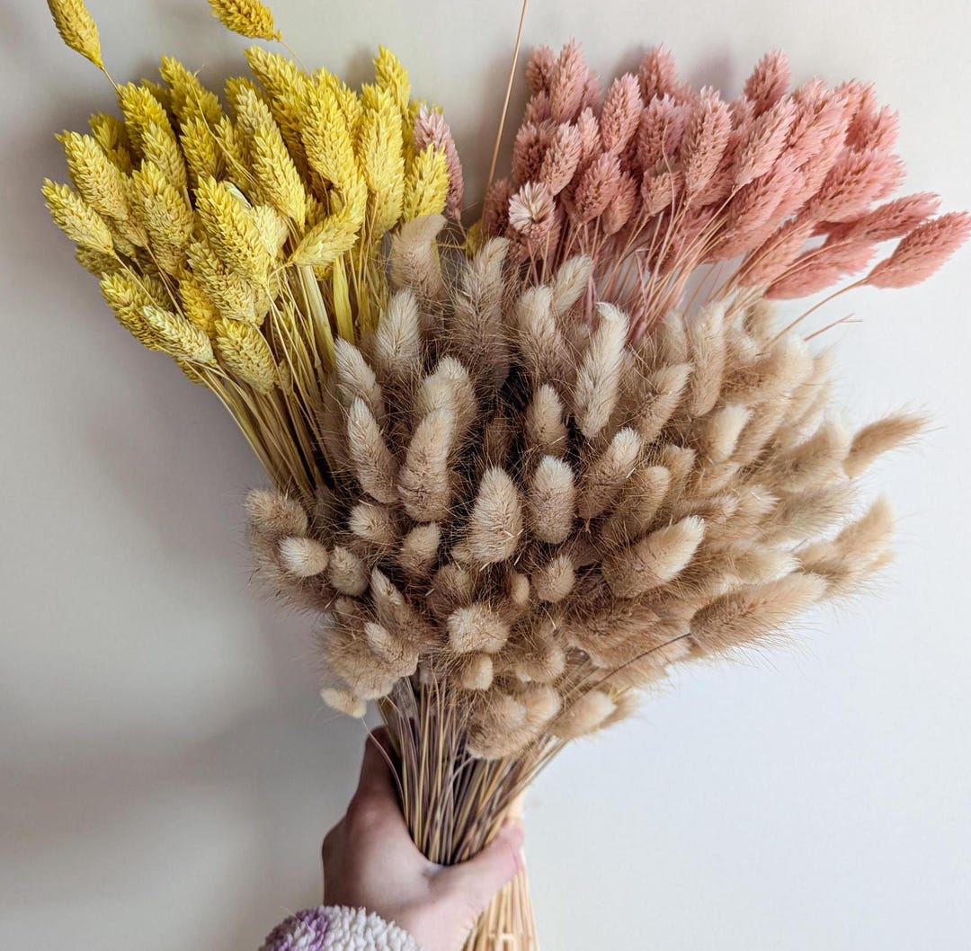 Dried Flowers DIY Phalaris Lagurus Bundle Large Pack Pink Yellow Set ...