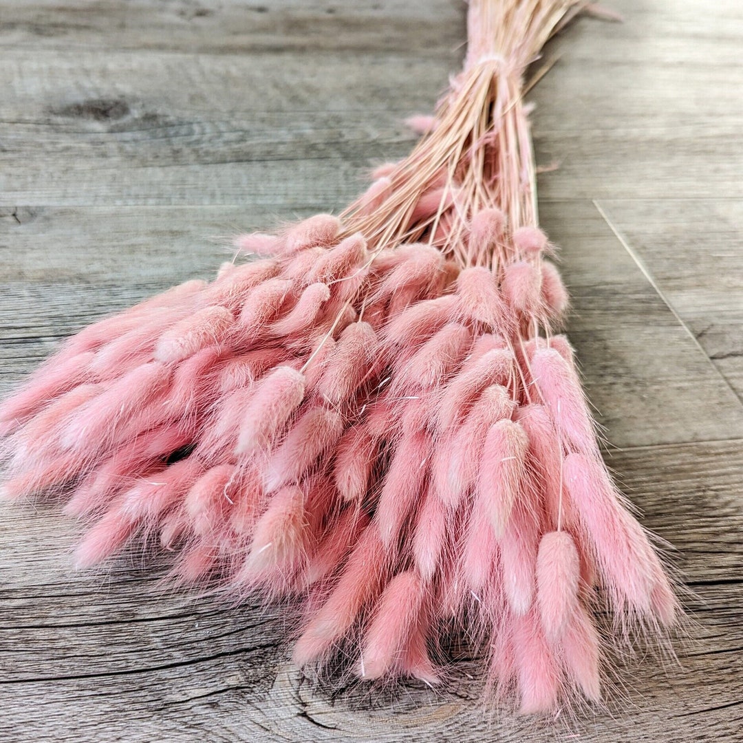 Dried Flowers Lagurus Bunch Large Pack Pink DIY Set Dekopanda - Etsy
