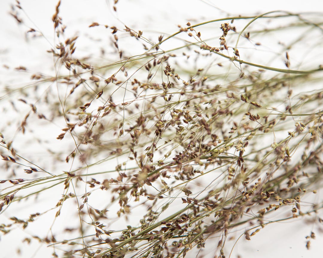 Dried Panicum Grass - Emerald Chief Grass Stems - Etsy