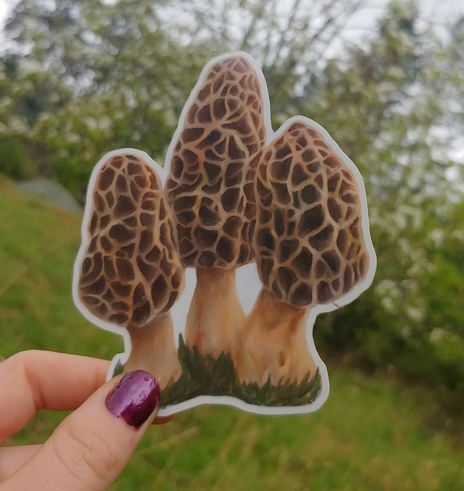Morel Mushroom Sticker Fungi Sticker for Foragers, Nature Lovers and ...
