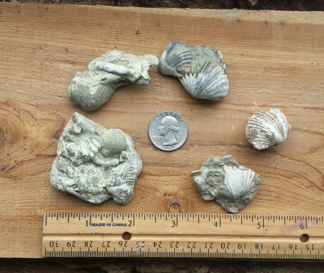 Kentucky Fossils in Limestone Matrix - Etsy