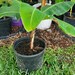 Musa Double Mahoi - Etsy