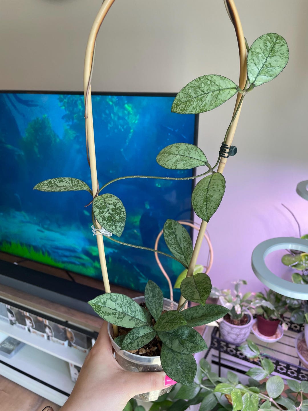 EXACT PLANT Hoya Crassi Splash Vietnam - Shipping Monday and Tuesday - Etsy