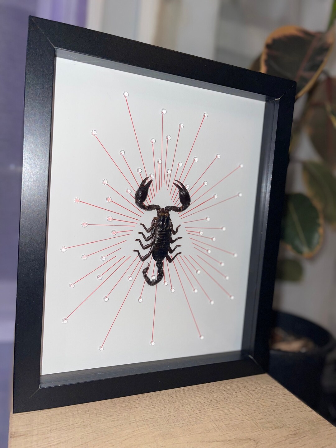 ECLIPSE IN SCORPIO real Scorpion Mounted in Shadow Box Display - Etsy