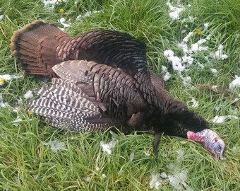 Taxidermy Turkey | Etsy