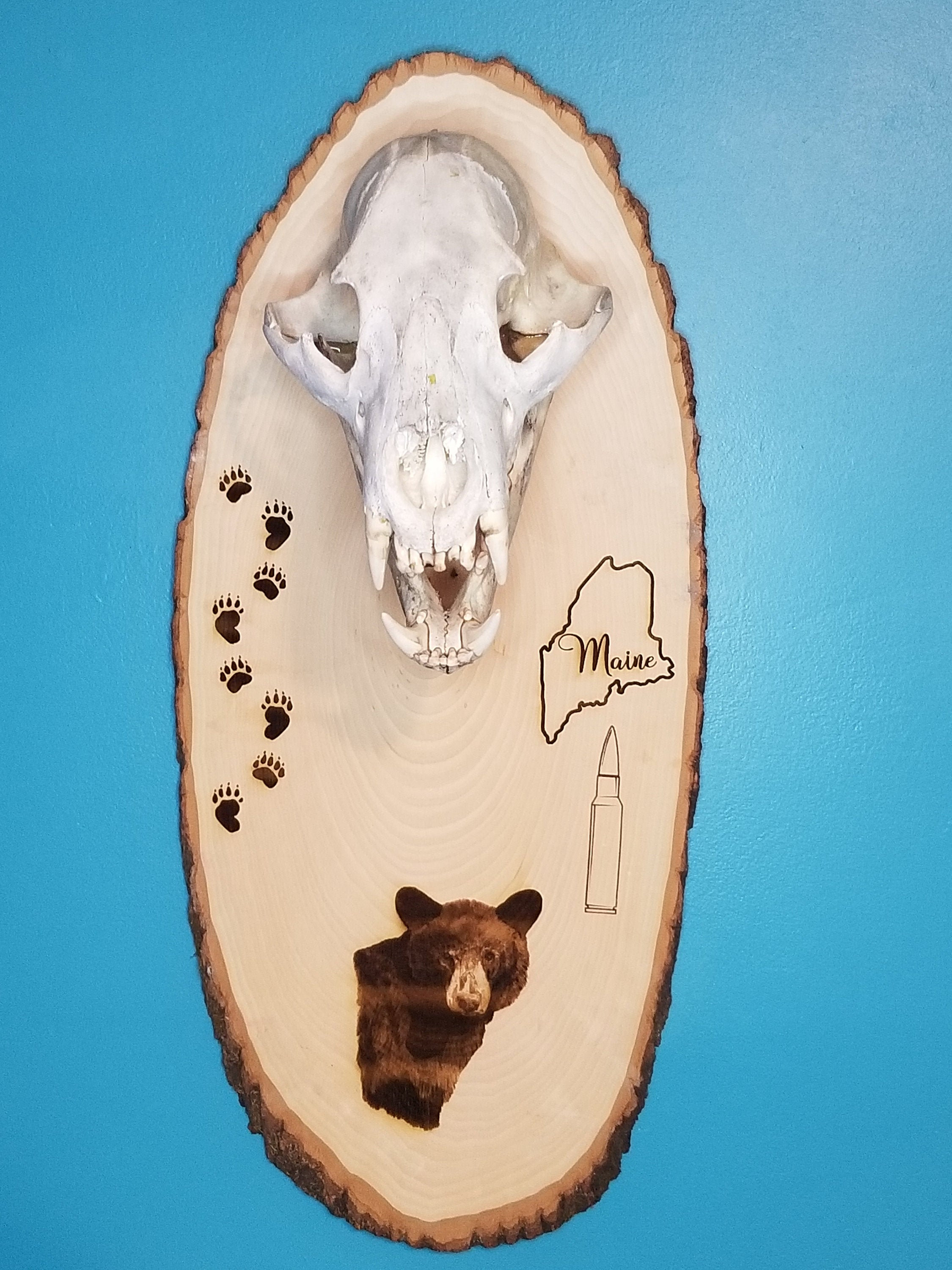 Sporting Goods Taxidermy Hunting EUROPEAN BEAR SKULL MOUNT KIT PLAQUE ...