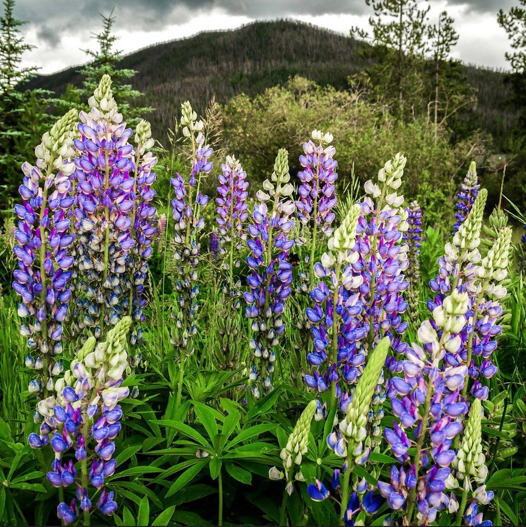 Lupine Meadow Wildflowers in Colorado Canvas Print - Etsy