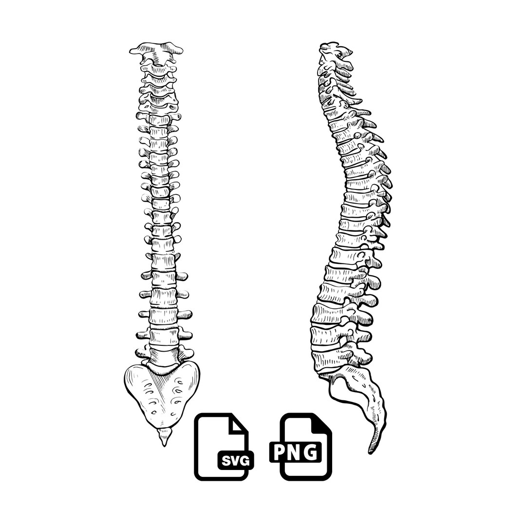 Human Spine SVG, Spine Svg, Cut Files for Cricut, Silhouette Cameo ...