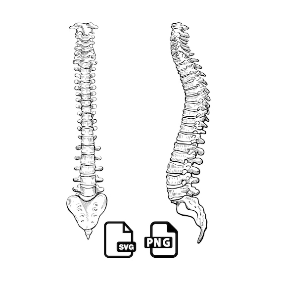 Human Spine SVG Spine Svg Cut Files for Cricut Silhouette - Etsy India