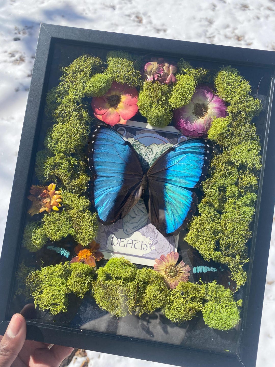 Framed Blue Morpho Butterfly - Etsy