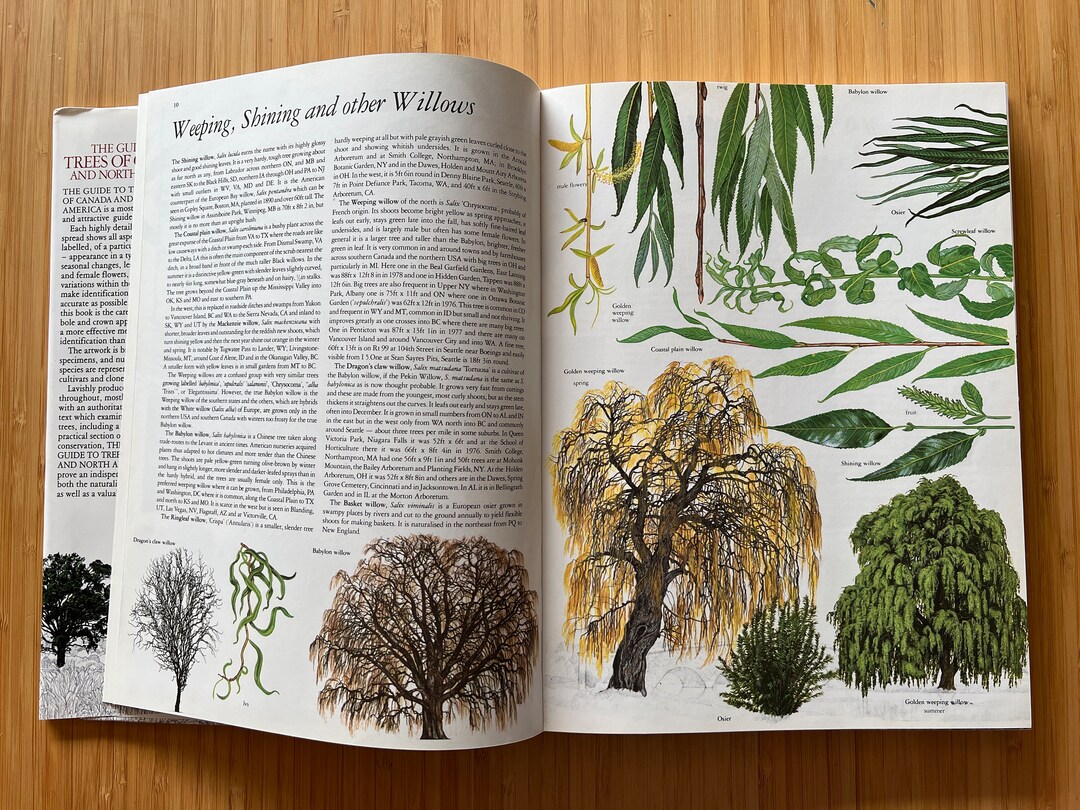 The Guide to Trees of Canada and North America by Alan - Etsy