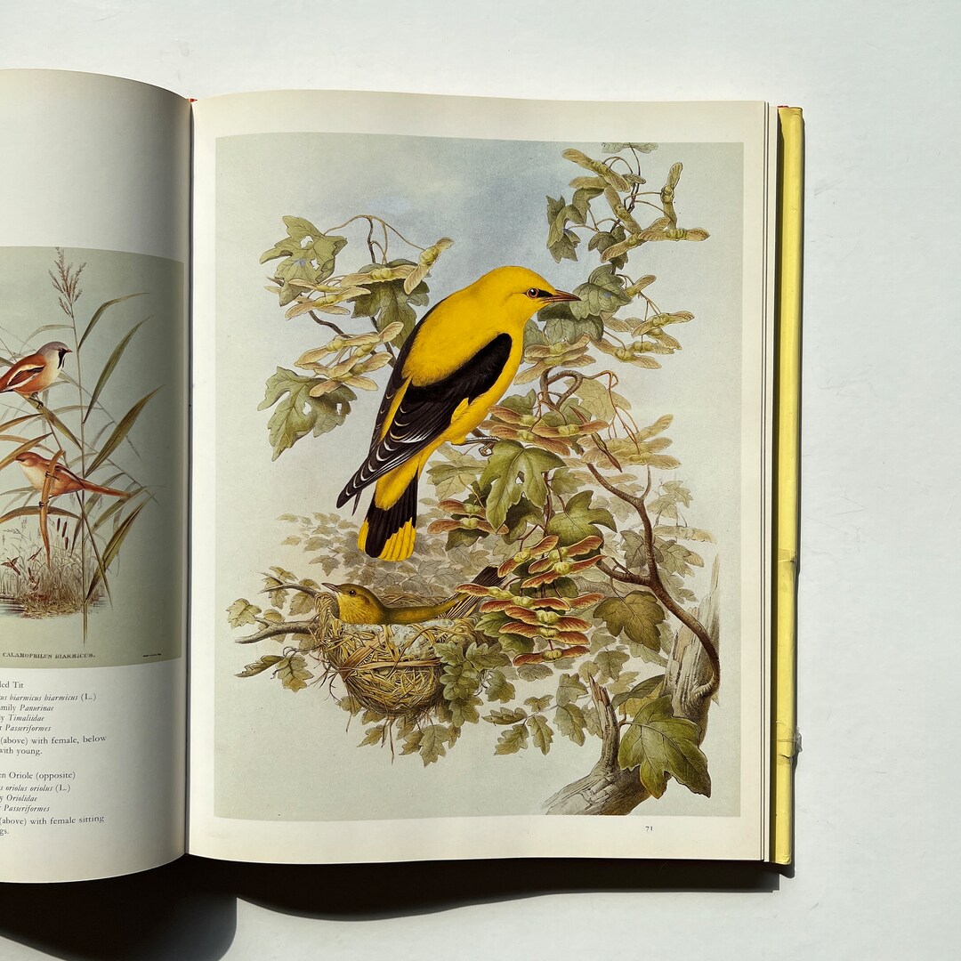 Hardcover John Gould's Birds Book, Complete Birds of Great Britain ...