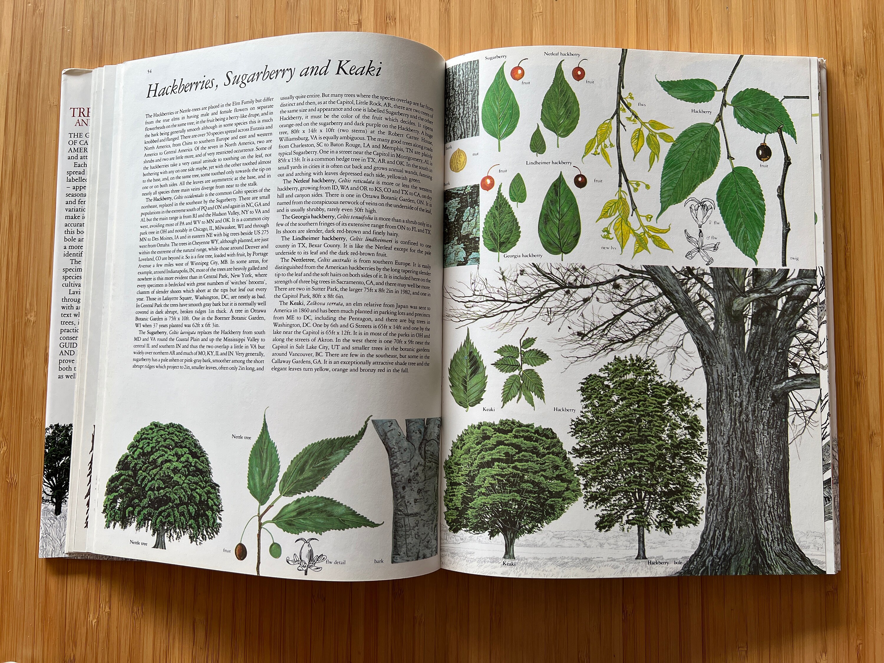 The Guide to Trees of Canada and North America by Alan Mitchell ...