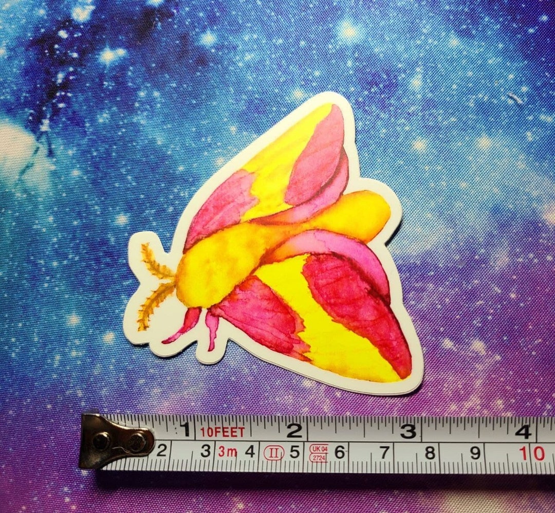 Rosy Maple Moth Watercolor Sticker - Etsy