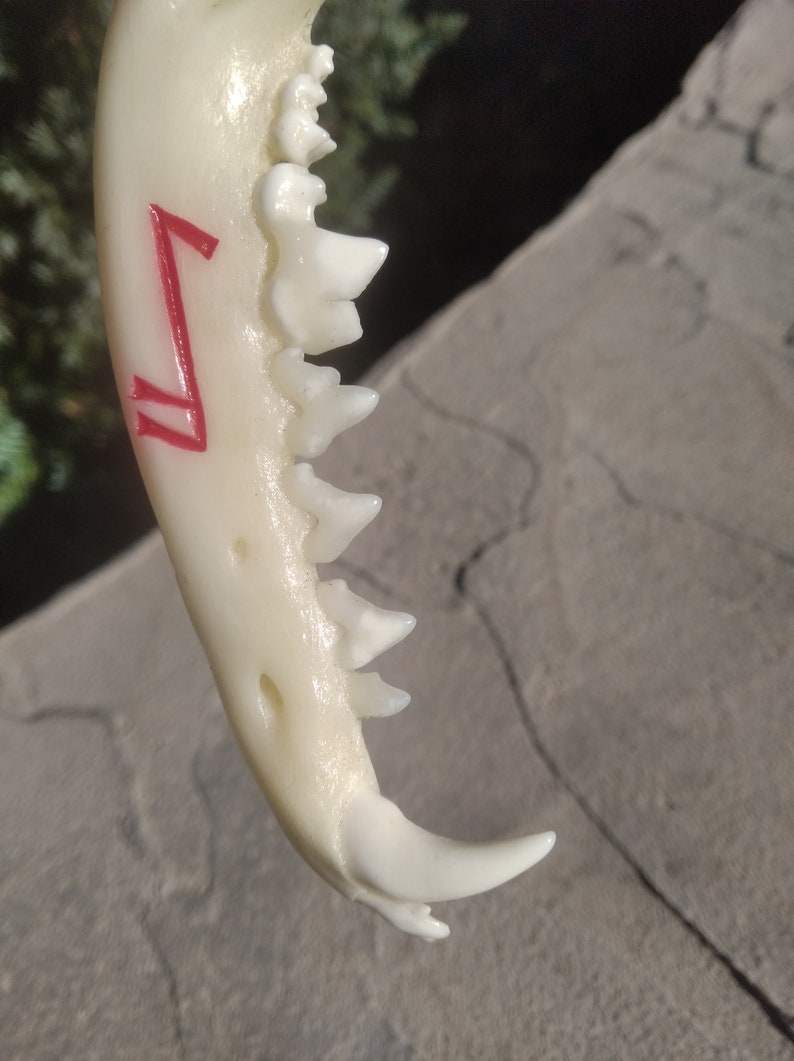 Fox Jaw Necklace With Viking Runes Jaw Bone Shamanic Pendant - Etsy