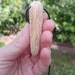 Odin Amulet – Hand-carved Moose Antler Pendant | Viking Talisman, Norse ...