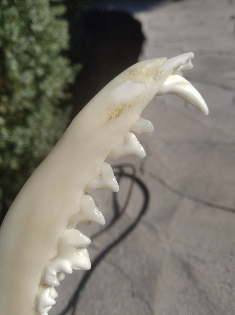 Fox Jaw Necklace With Viking Runes Jaw Bone Shamanic Pendant - Etsy