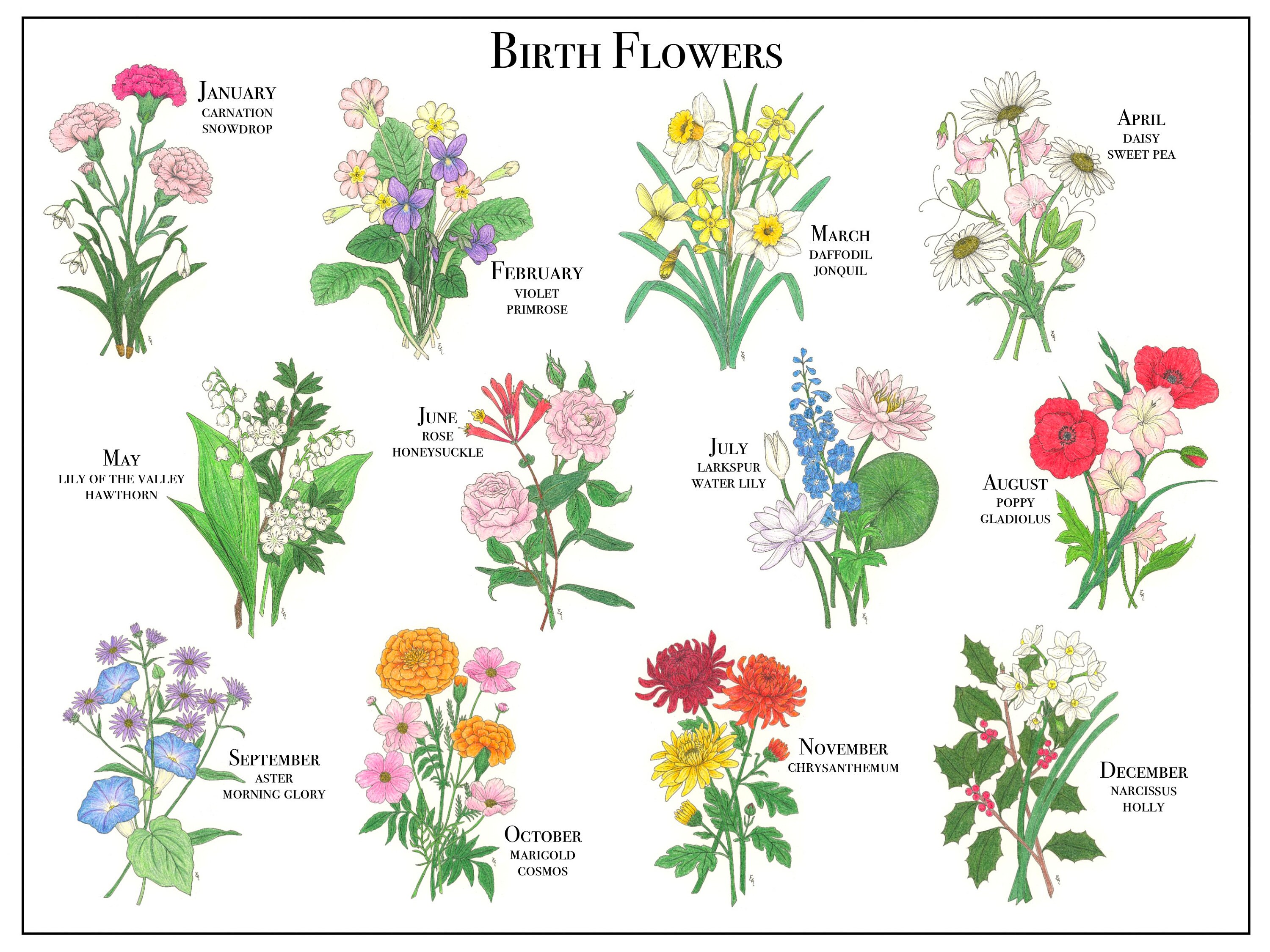 July Birth Flowers Art Print Open Edition Art Print Larkspur and Water ...