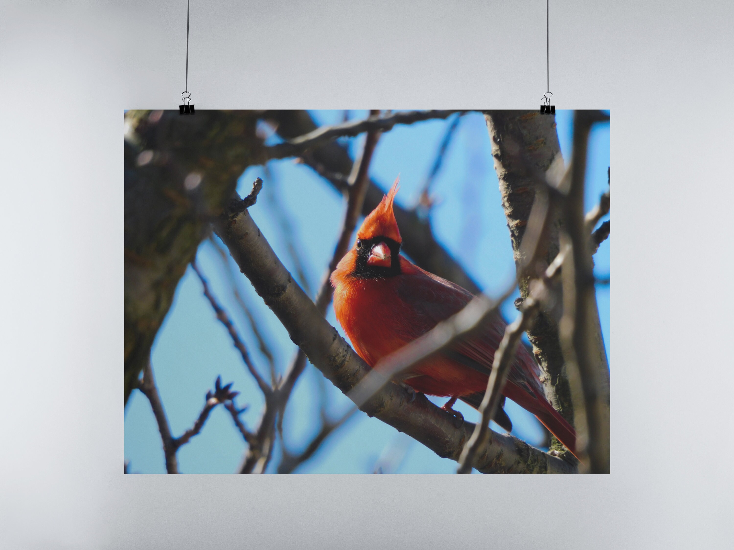 Vivid Red Cardinal Art Red Cardinal Bird / Cardinal Wall Art - Etsy